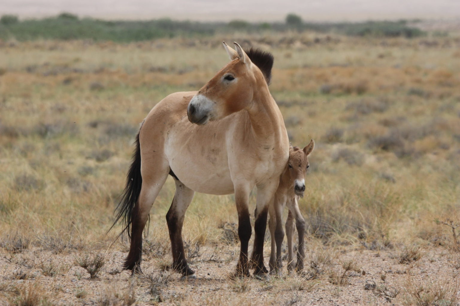 Accueil - Association pour le cheval de Przewalski - TAKH