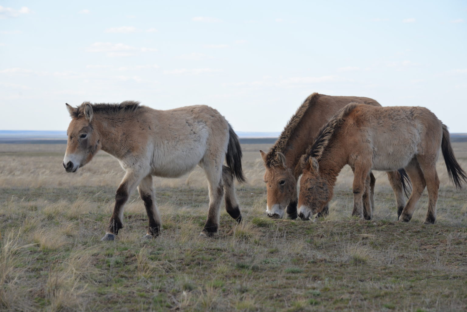 Formation éthologie autour du cheval de Przewalski - association Takh